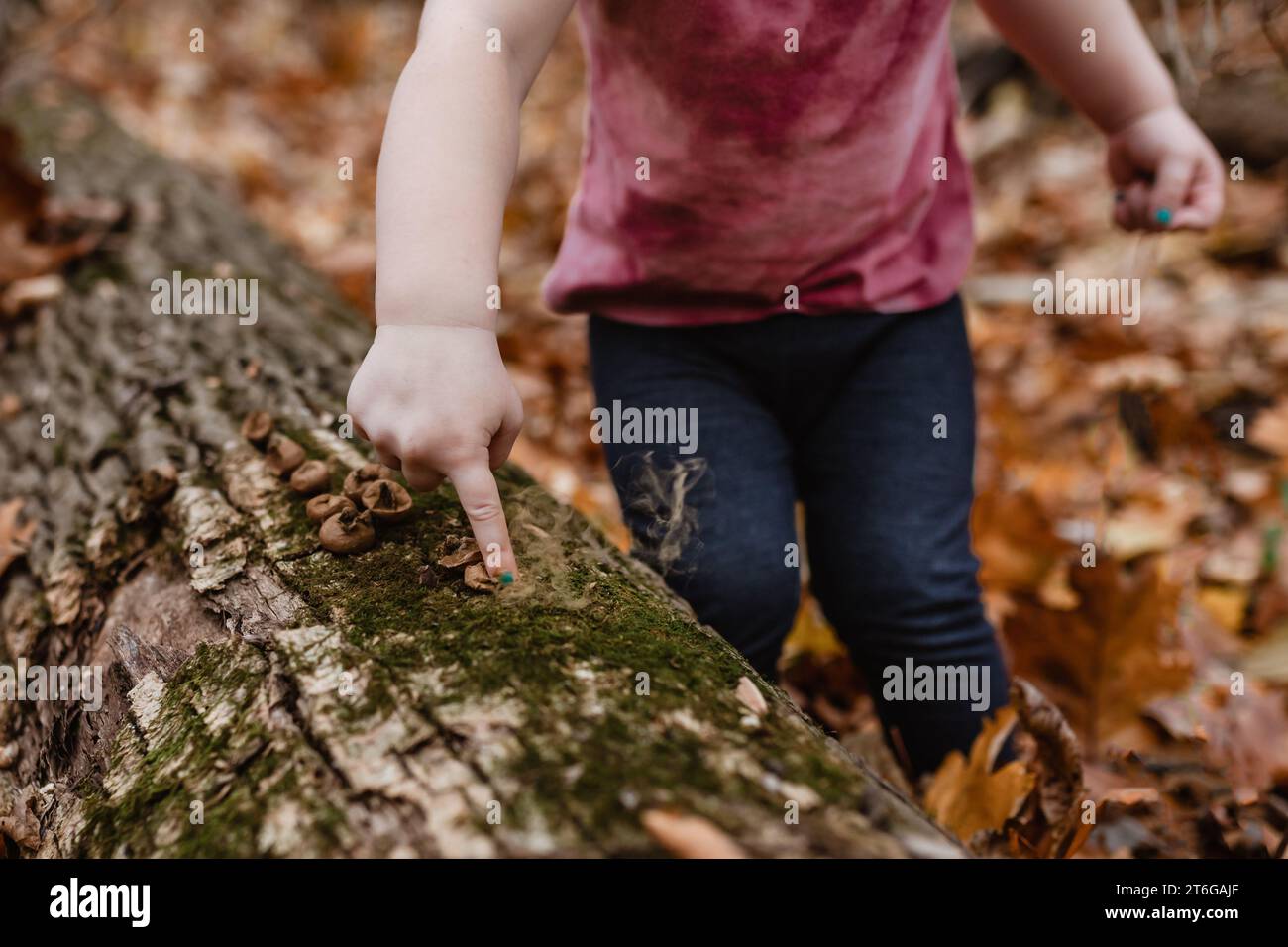 Finger poking puffball mushroom as spores cloud out Stock Photo - Alamy