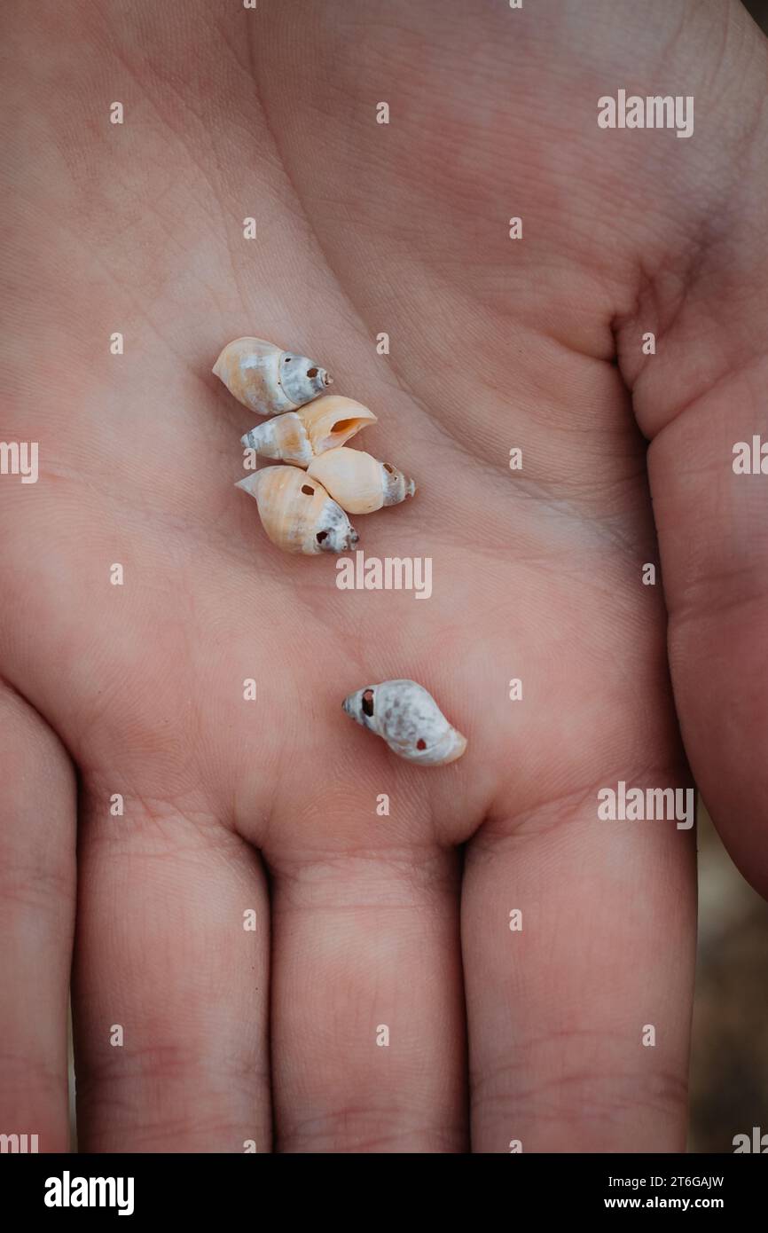 Close up of shells from Current River in hand Stock Photo - Alamy