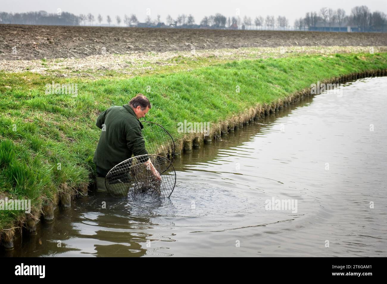 The muskrat fighter stands in the ditch and places the catch cage in ...