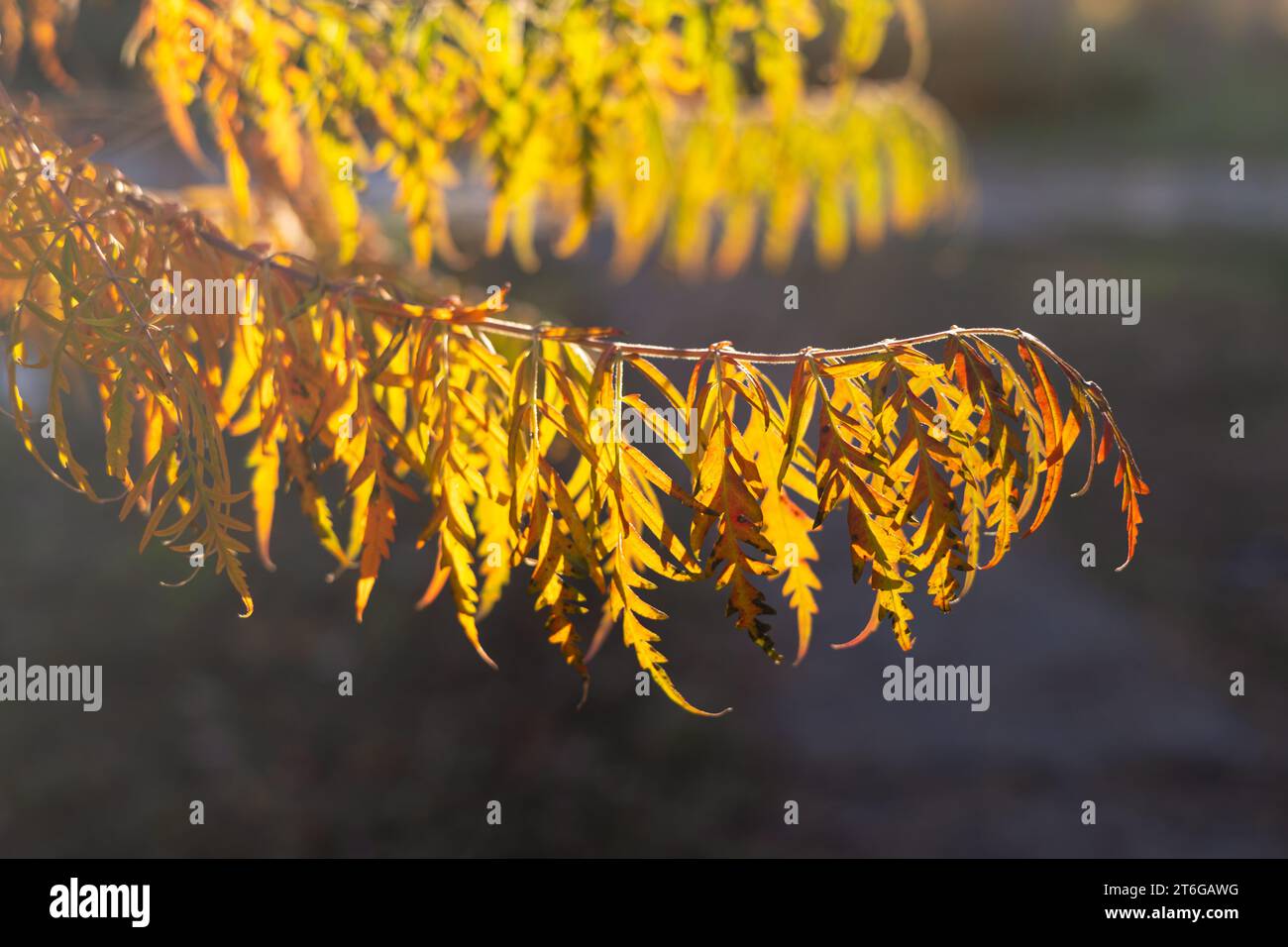 Withered branches hi-res stock photography and images - Alamy