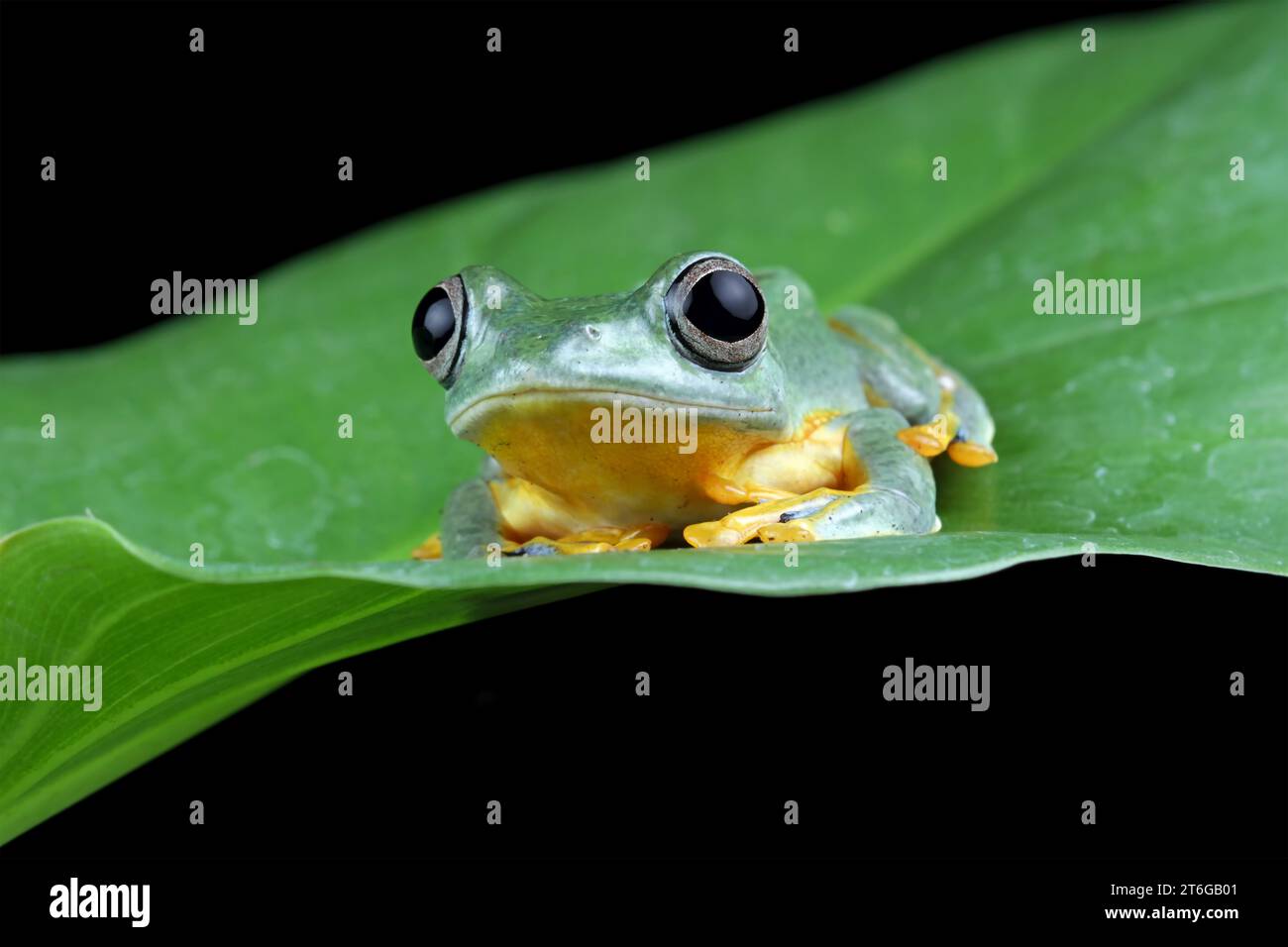 Tree frog on leaves hi-res stock photography and images - Alamy