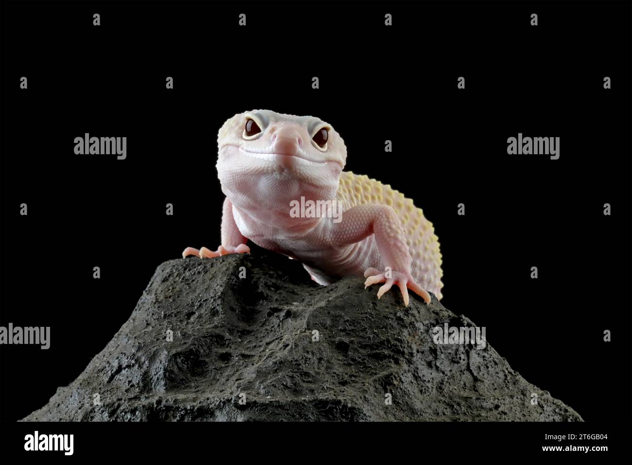 leopard gecko lizard on rock isolated on black Stock Photo - Alamy
