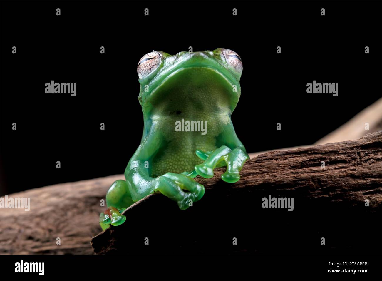Jade tree frog isolated on black Stock Photo - Alamy