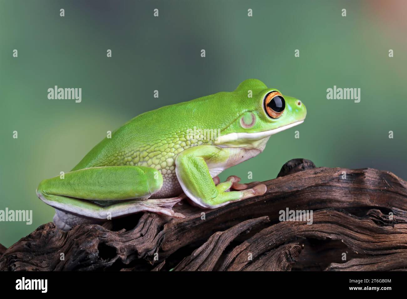 white-lipped tree frog sitting on wood Stock Photo - Alamy