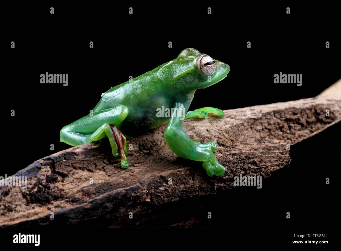 Jade tree frog isolated on black Stock Photo - Alamy