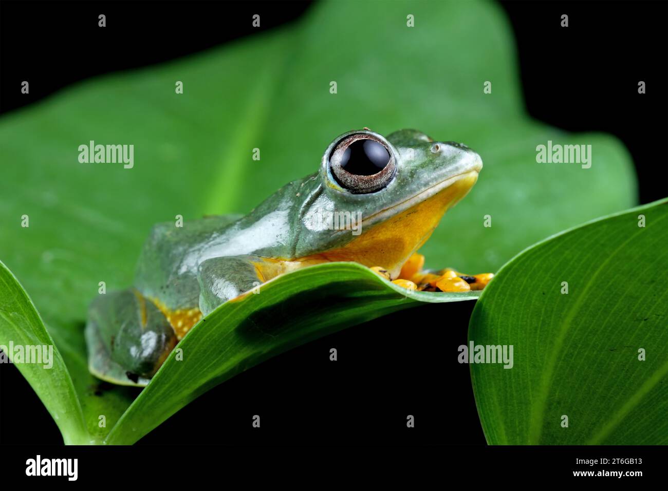 Tree frog on leaves hi-res stock photography and images - Alamy