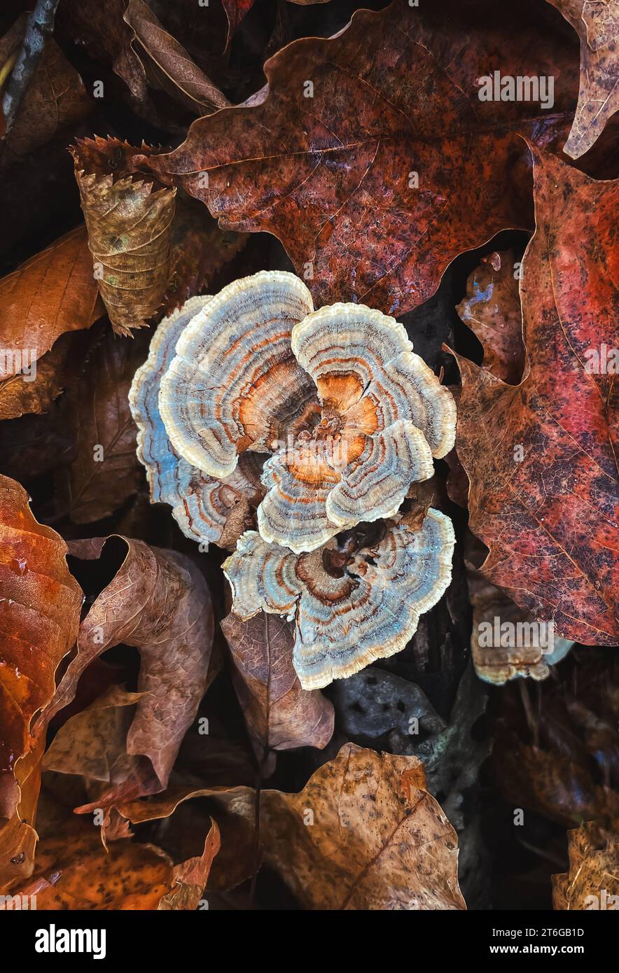 Turkey tail fungus growing hi-res stock photography and images - Alamy