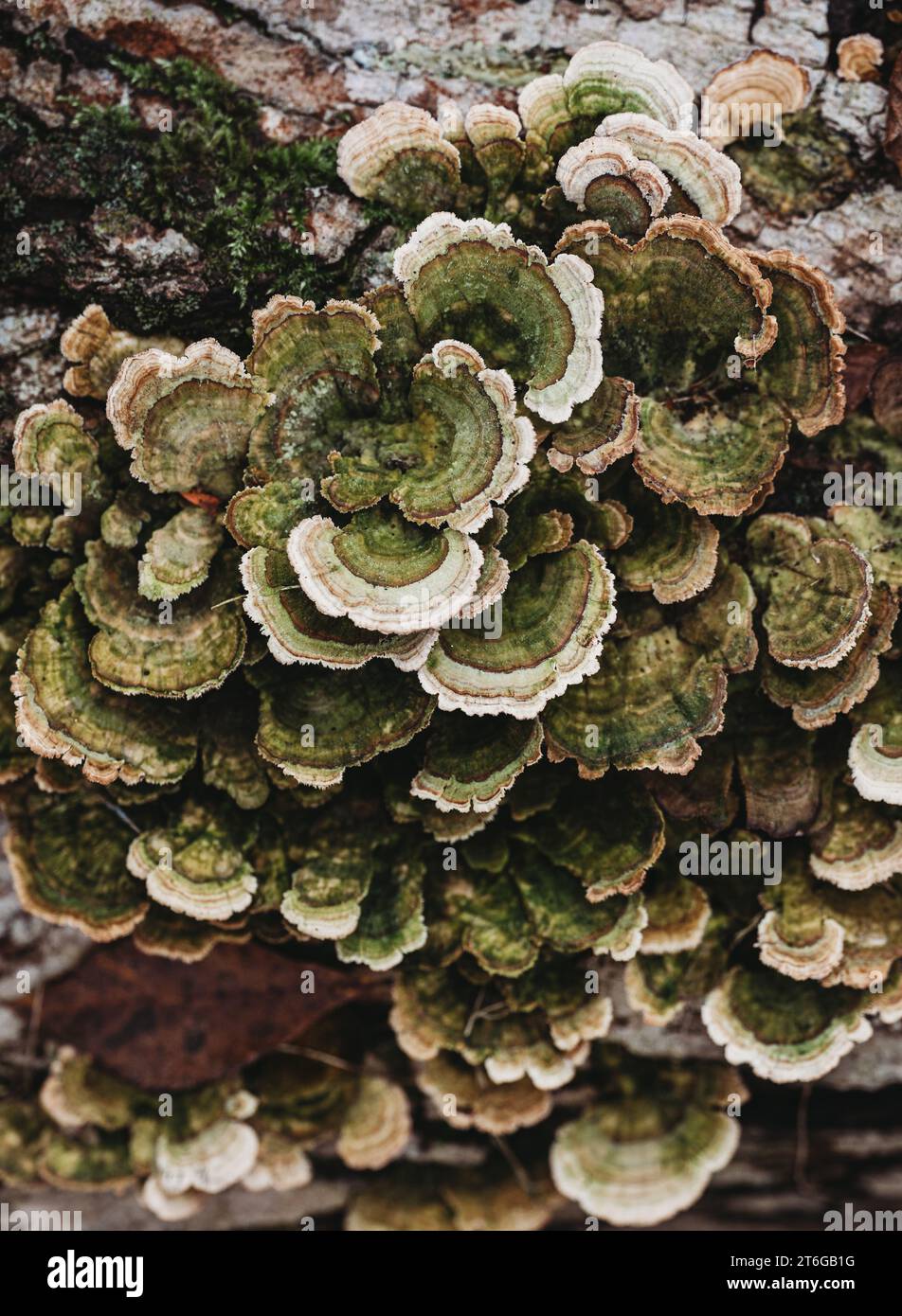 Close up of turkey tail mushroom fungus growing on log Stock Photo - Alamy