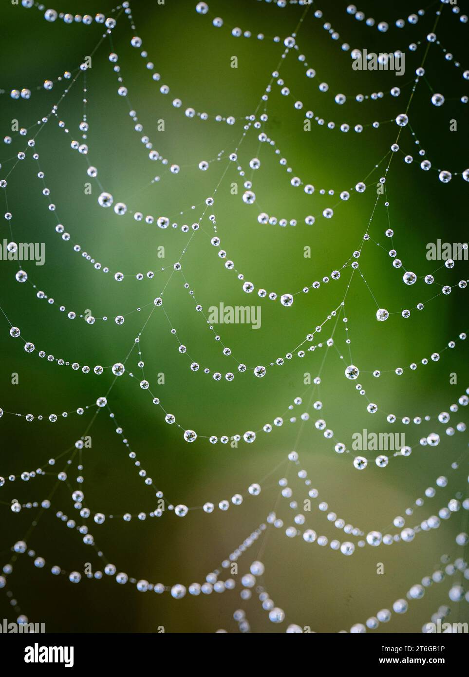 Close up macro image of spider web covered in water droplets Stock ...