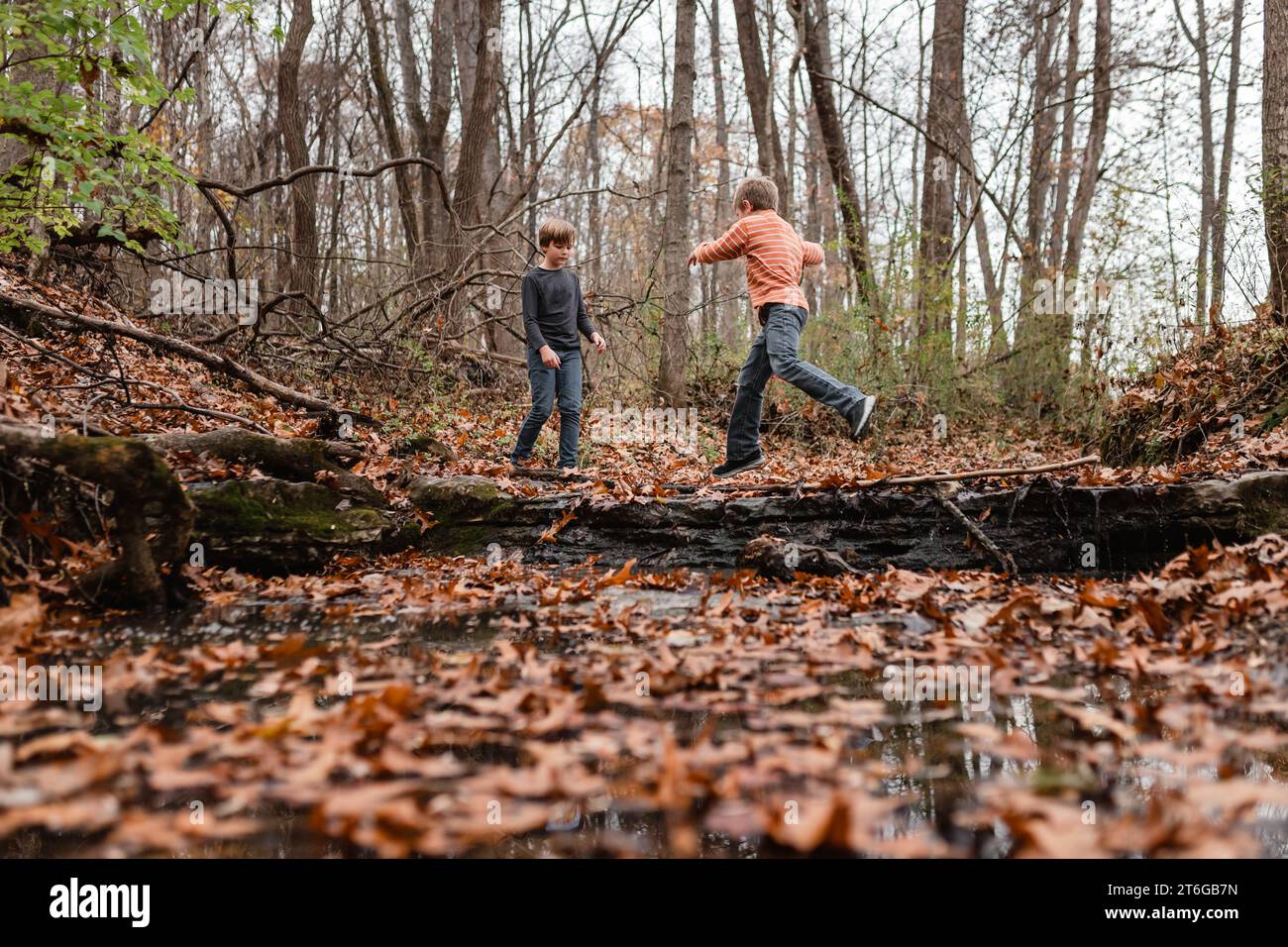Children playing in woods with fall leaves on ground Stock Photo - Alamy