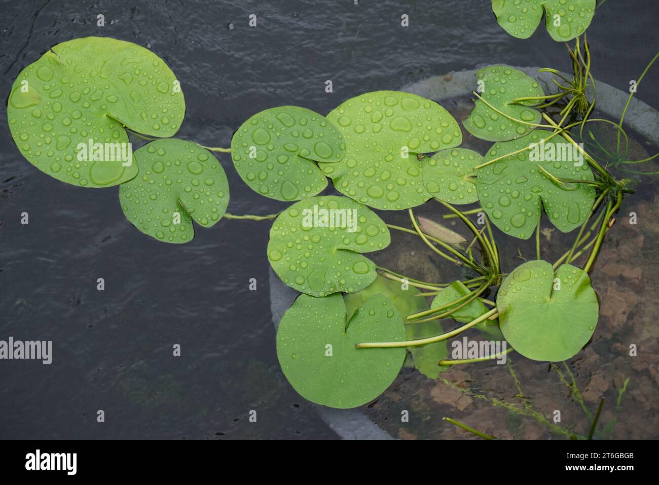 Pond flow hi-res stock photography and images - Alamy