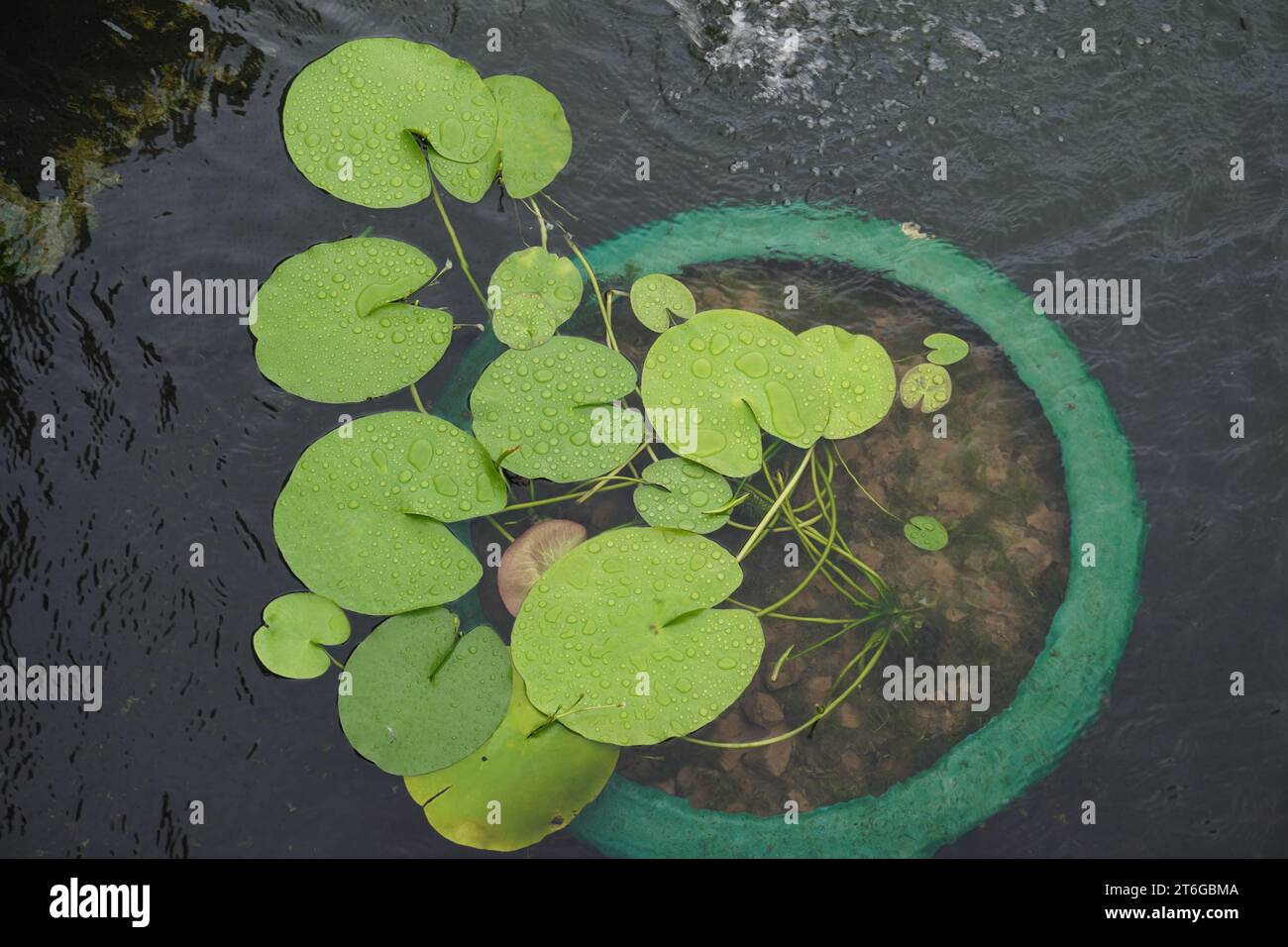 Pond flow hi-res stock photography and images - Alamy