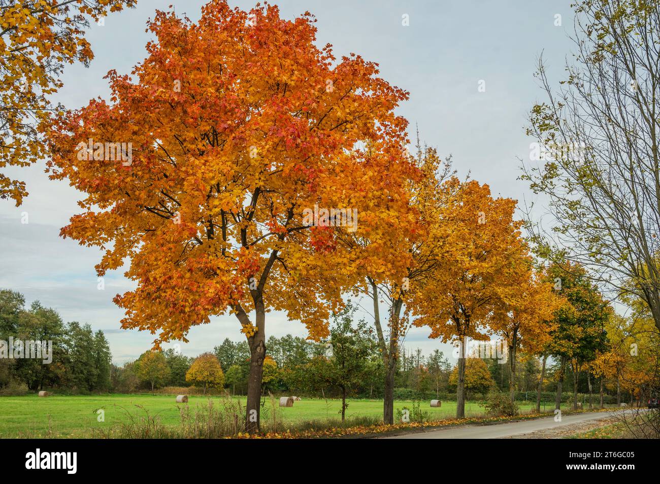 Beautiful street in colorful hi-res stock photography and images - Alamy