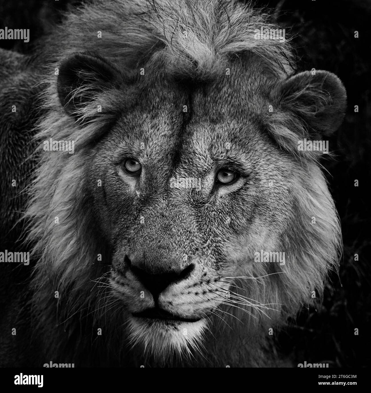 Portrait of a lion in black and white Stock Photo - Alamy