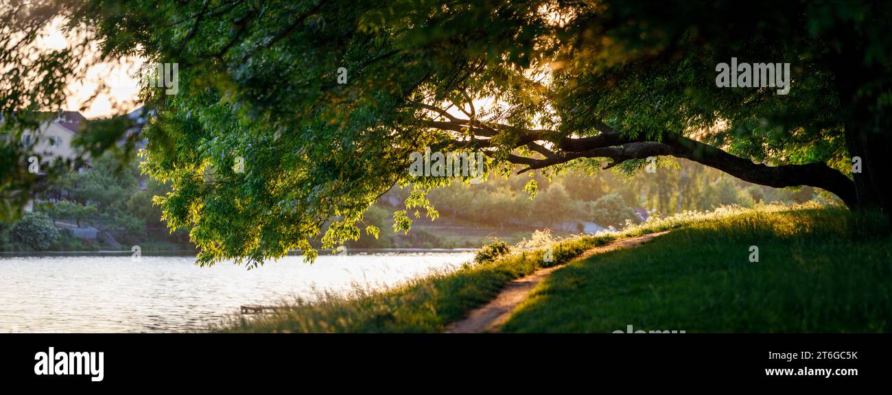 Panoramic high resolution image of tree branch and path in the evening ...