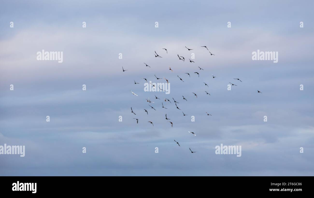 Large group pigeons flying together hi-res stock photography and images ...