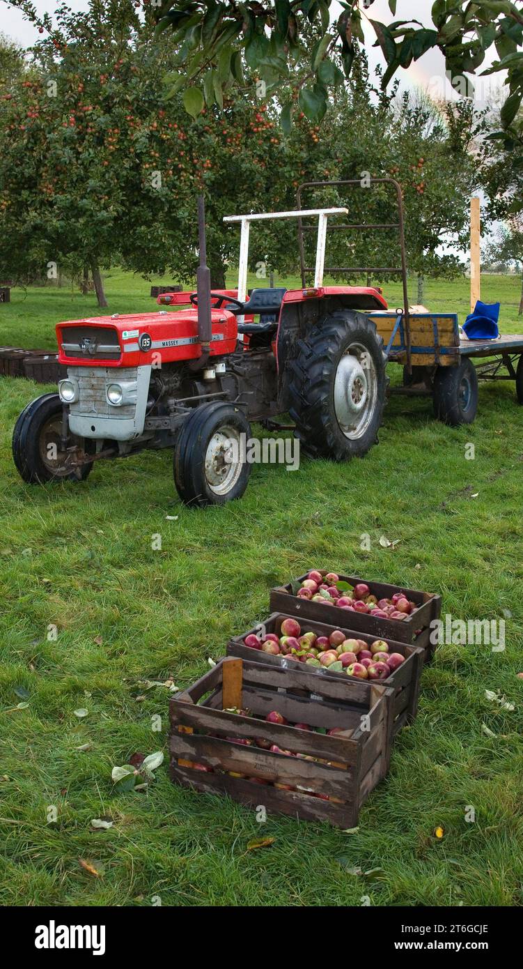 A tractor is ready to transport the boxes of fruit that have just been ...