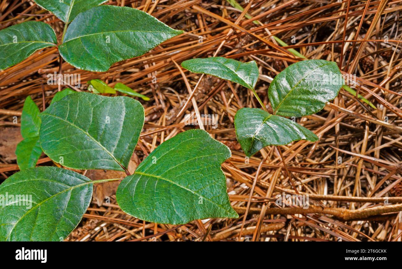 Poison ivy growing through pine needles with their oily surface showing ...