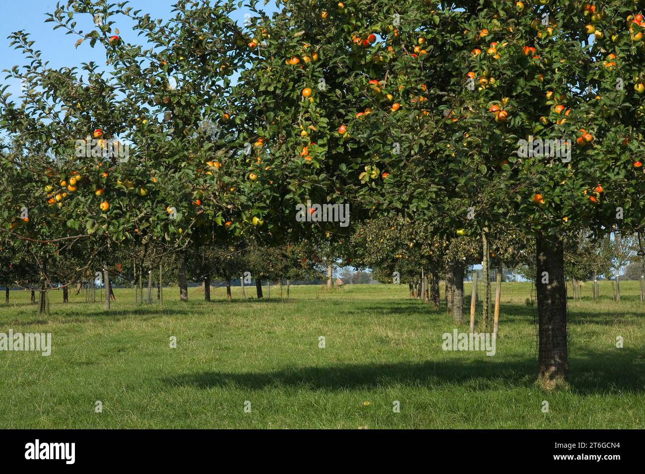 The standard orchard at the Groninger Borg Verhildersum is a special ...