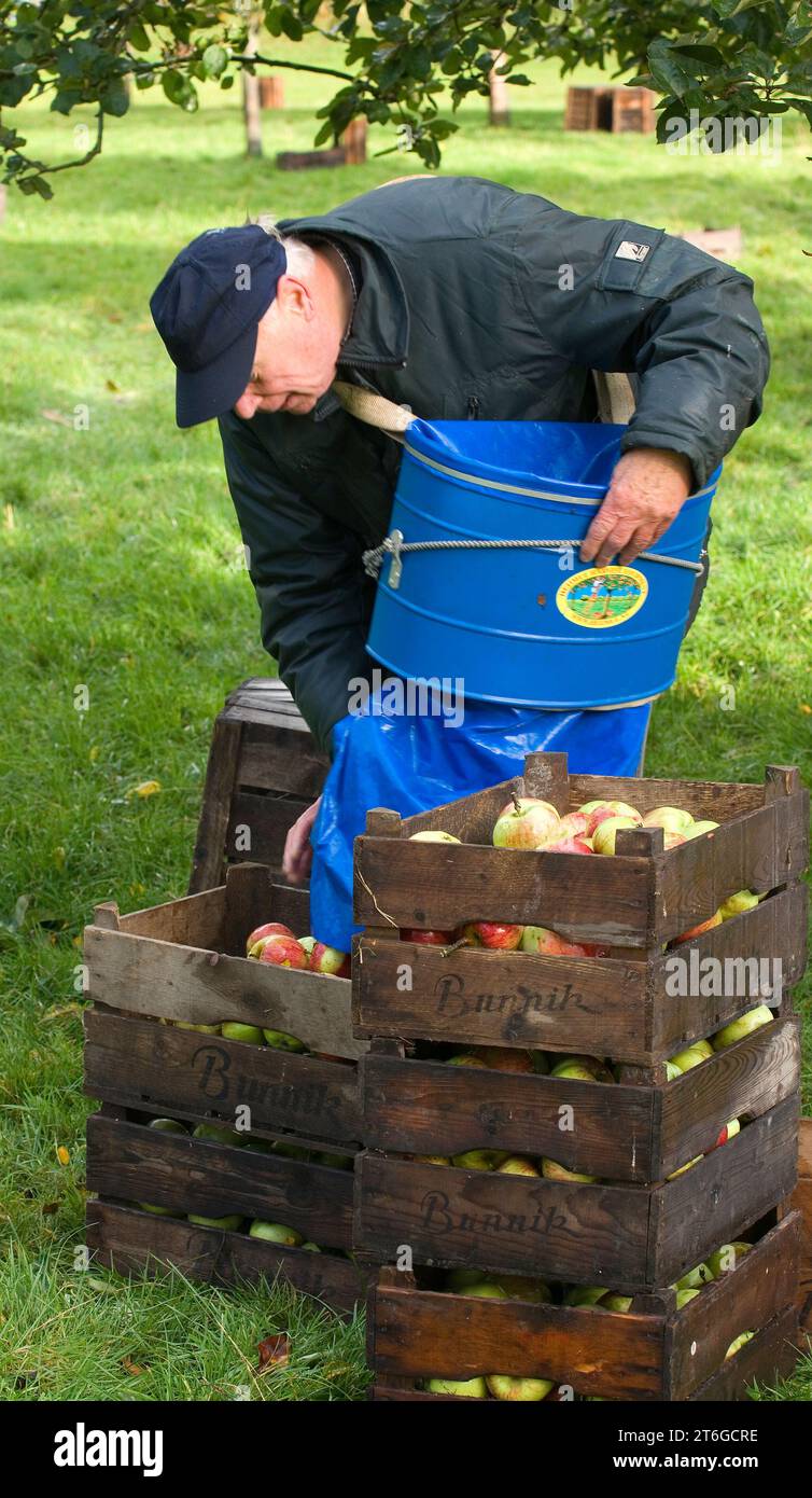An employee of the fruit grower puts the just picked apples in a fruit ...