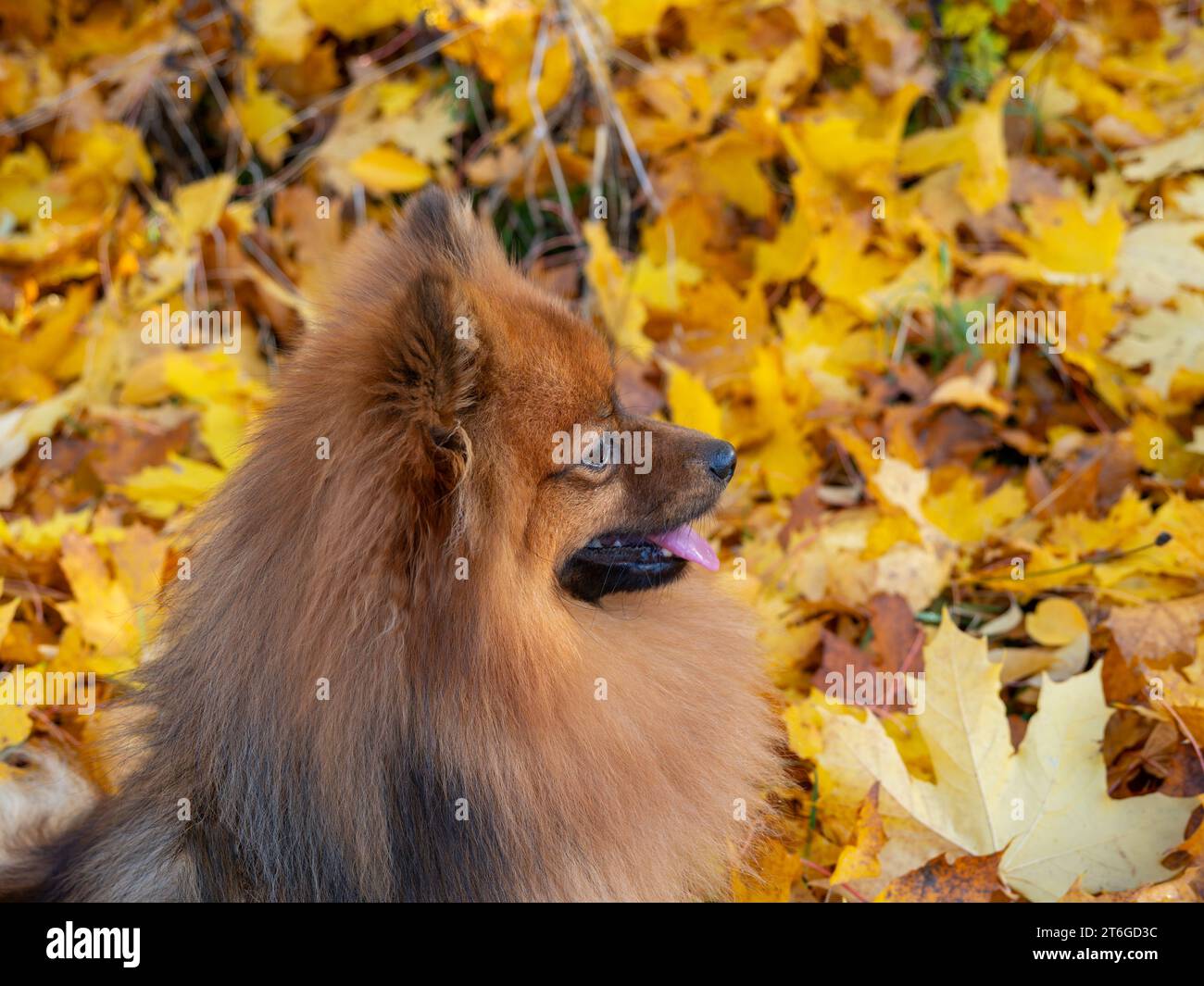 Red Spitz against the background of an autumn landscape. Portrait of a ...