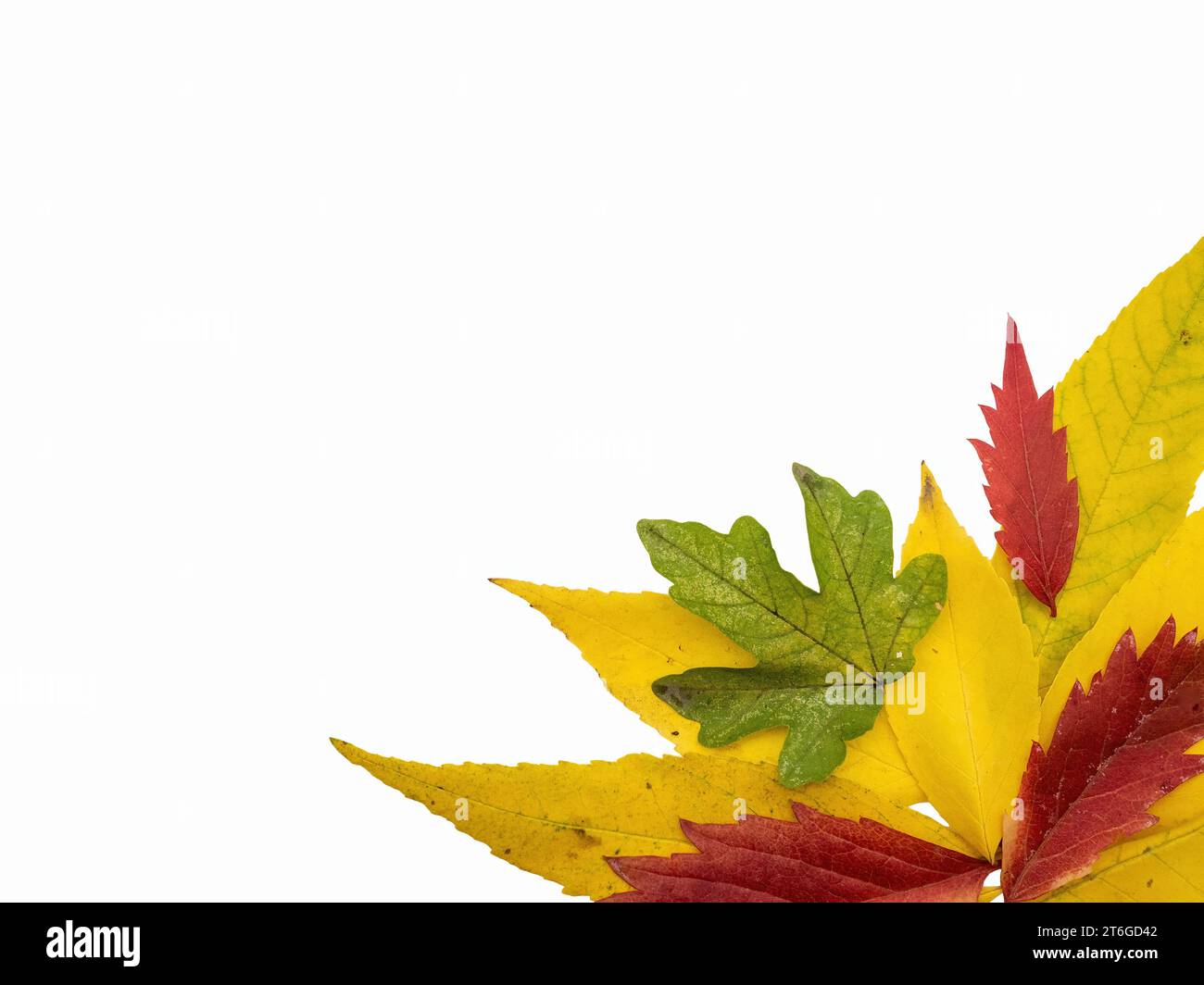 Artistic arrangement of autumn foliage creating a frame on a white ...