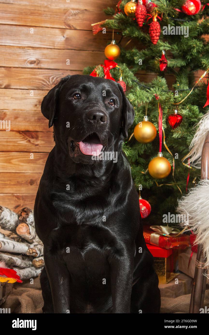 Happy New Year, Christmas holidays and celebration. Labrador Retriever ...