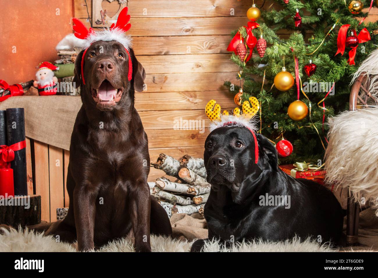 Black lab with christmas tree hi-res stock photography and images - Alamy