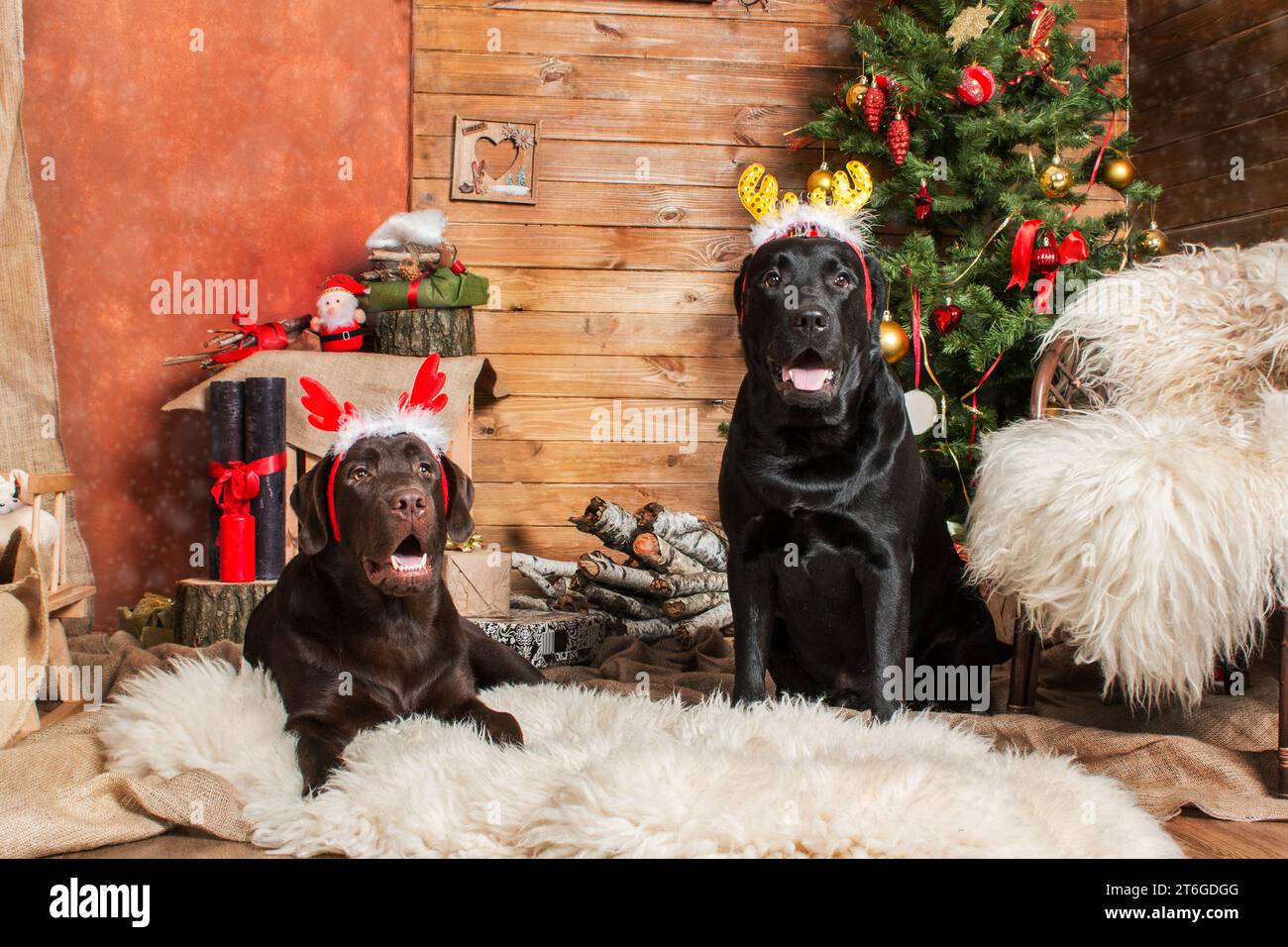Black labrador retriever wearing hat hi-res stock photography and ...