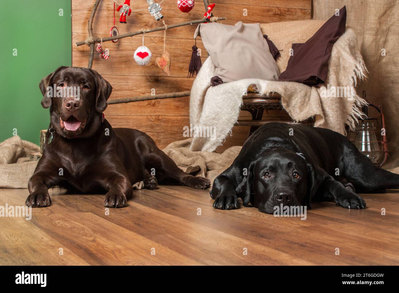 Black lab wearing hat hi-res stock photography and images - Alamy