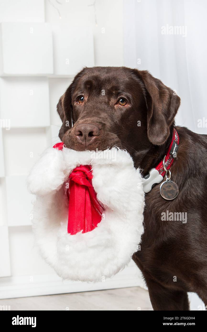 Happy New Year, Christmas holidays and celebration. Labrador Retriever ...