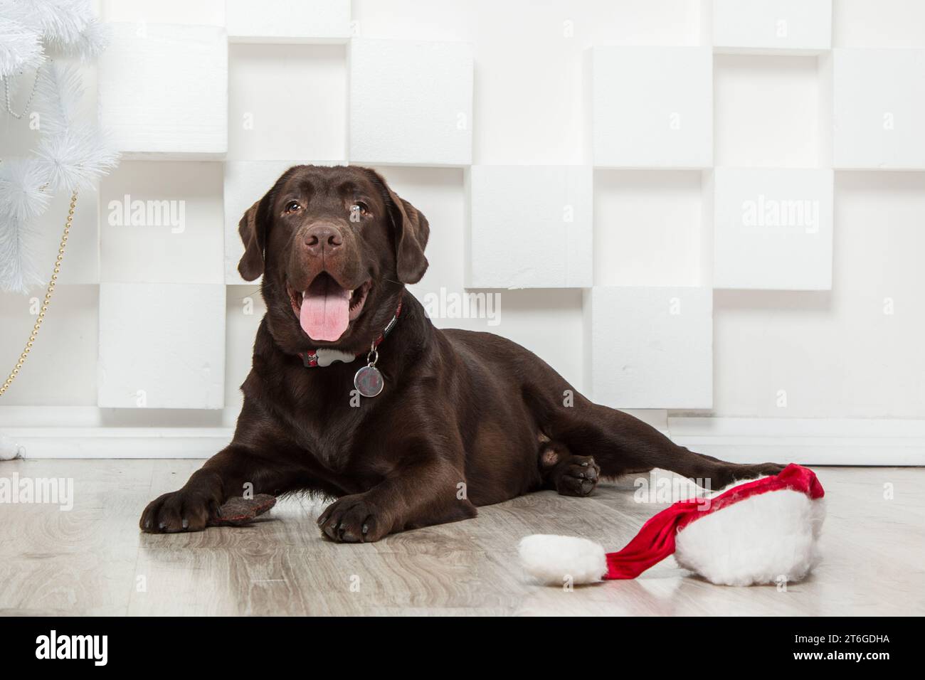 Black lab wearing hat hi-res stock photography and images - Alamy
