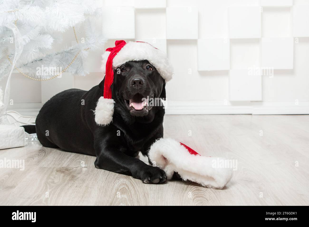 Black labrador retriever wearing hat hi-res stock photography and ...