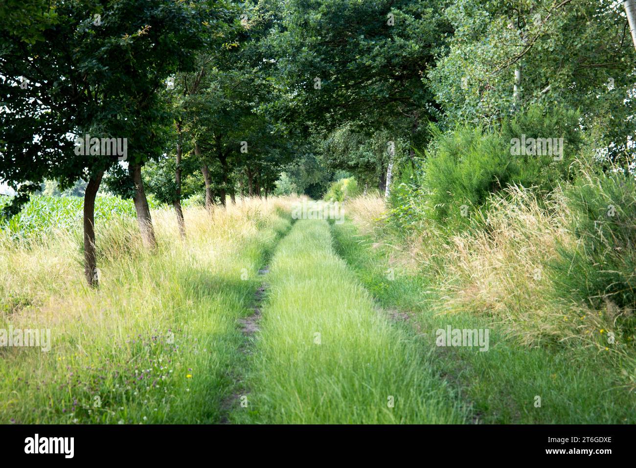 Schöne blume im wald hi-res stock photography and images - Alamy