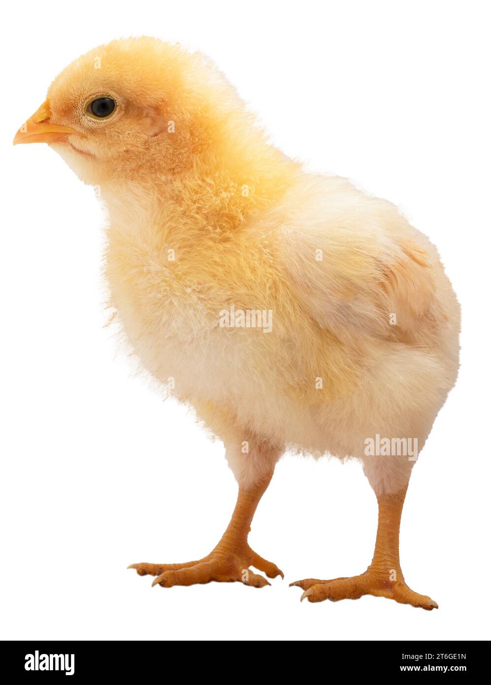 Orange and gold feathers Cut Out Stock Images & Pictures - Alamy