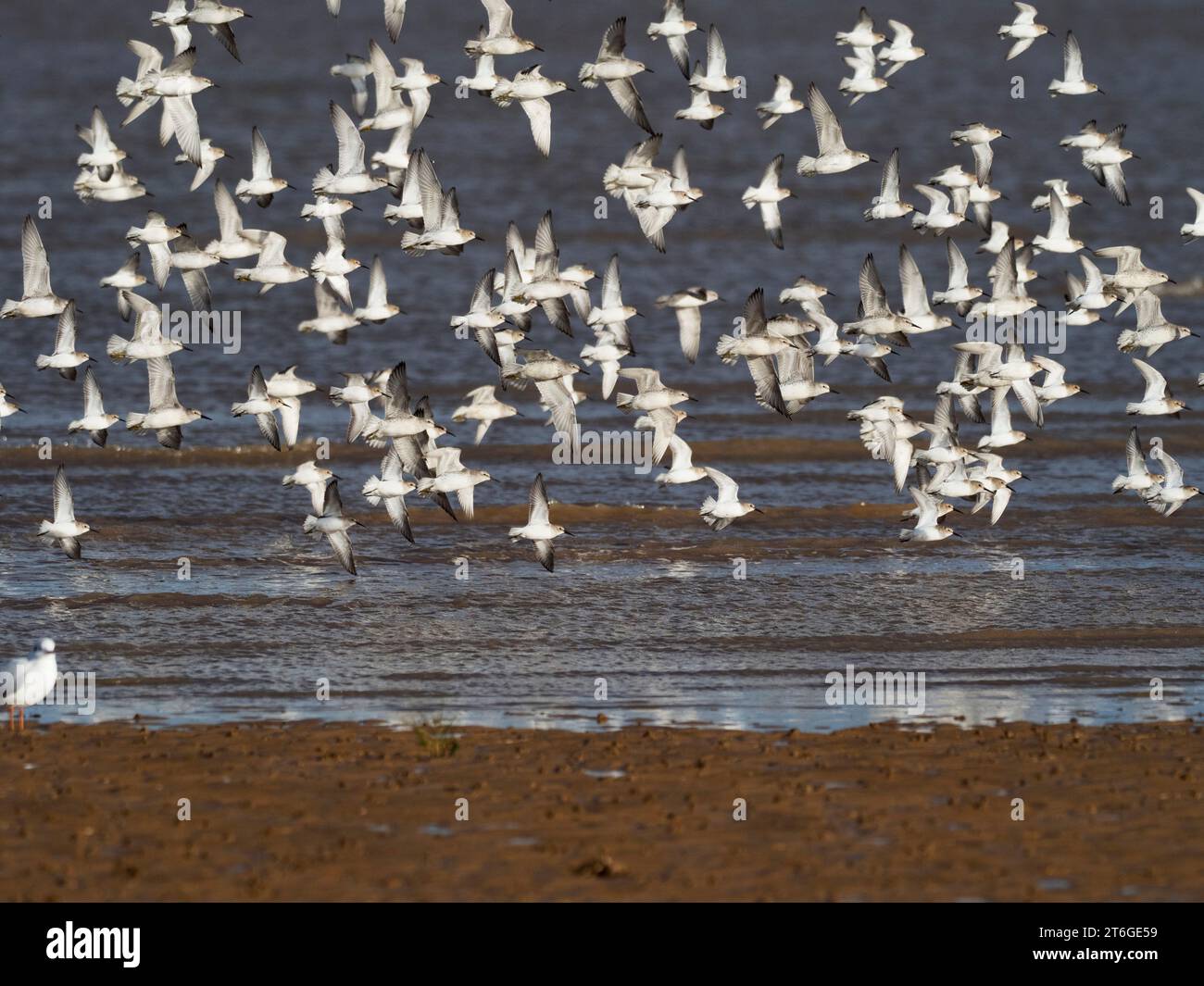 Knot (bird) Calidris canutus Flock in flight over shoreline Stock Photo ...
