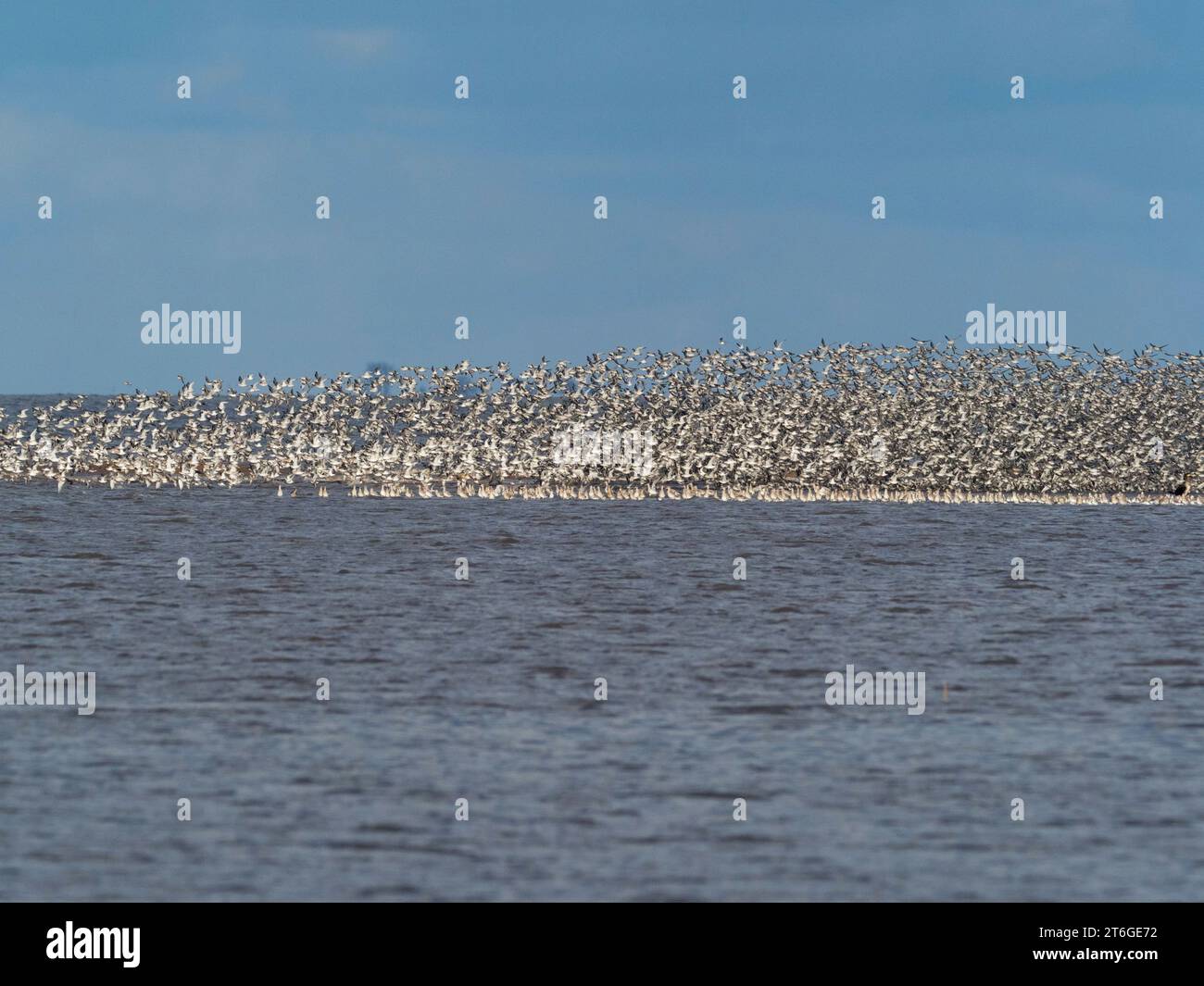 Knot (bird) Calidris canutus Large flock in flight over shoreline Stock ...