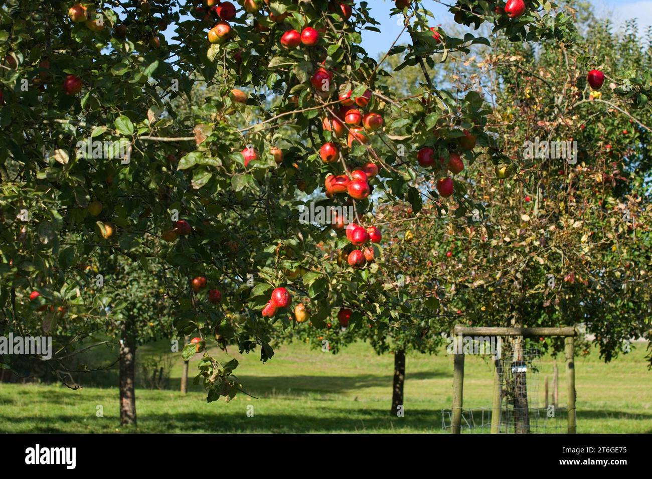 The standard orchard at the Groninger Borg Verhildersum is a special ...