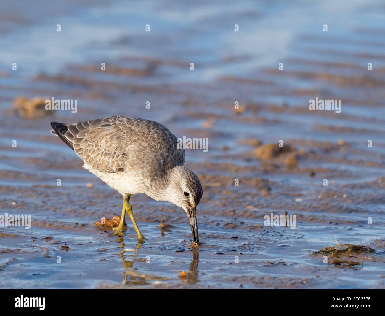 Knot (bird) Calidris canutus Single bird feeding among sand ripples ...