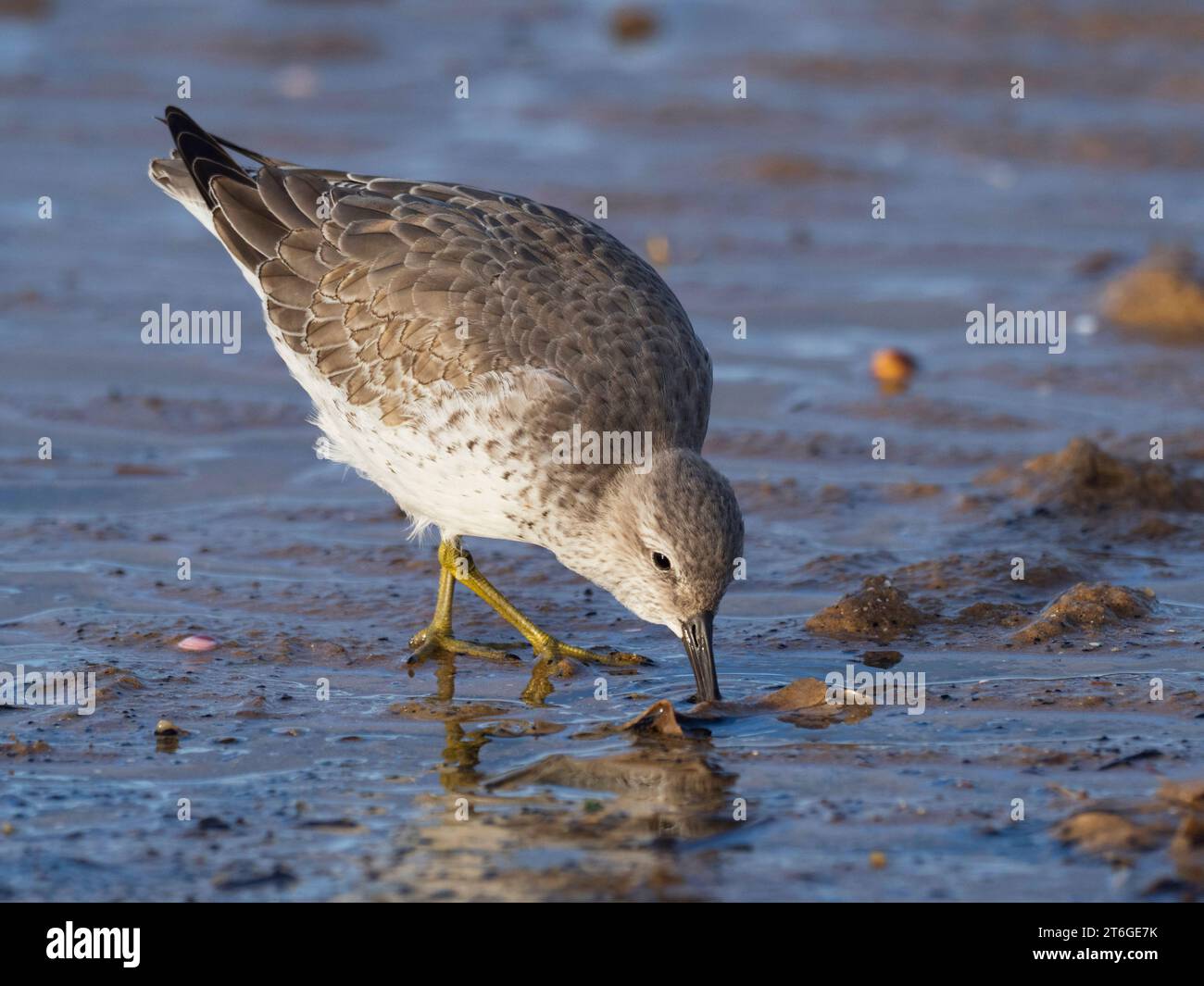 Knot (bird) Calidris canutus Single bird feeding among sand ripples ...