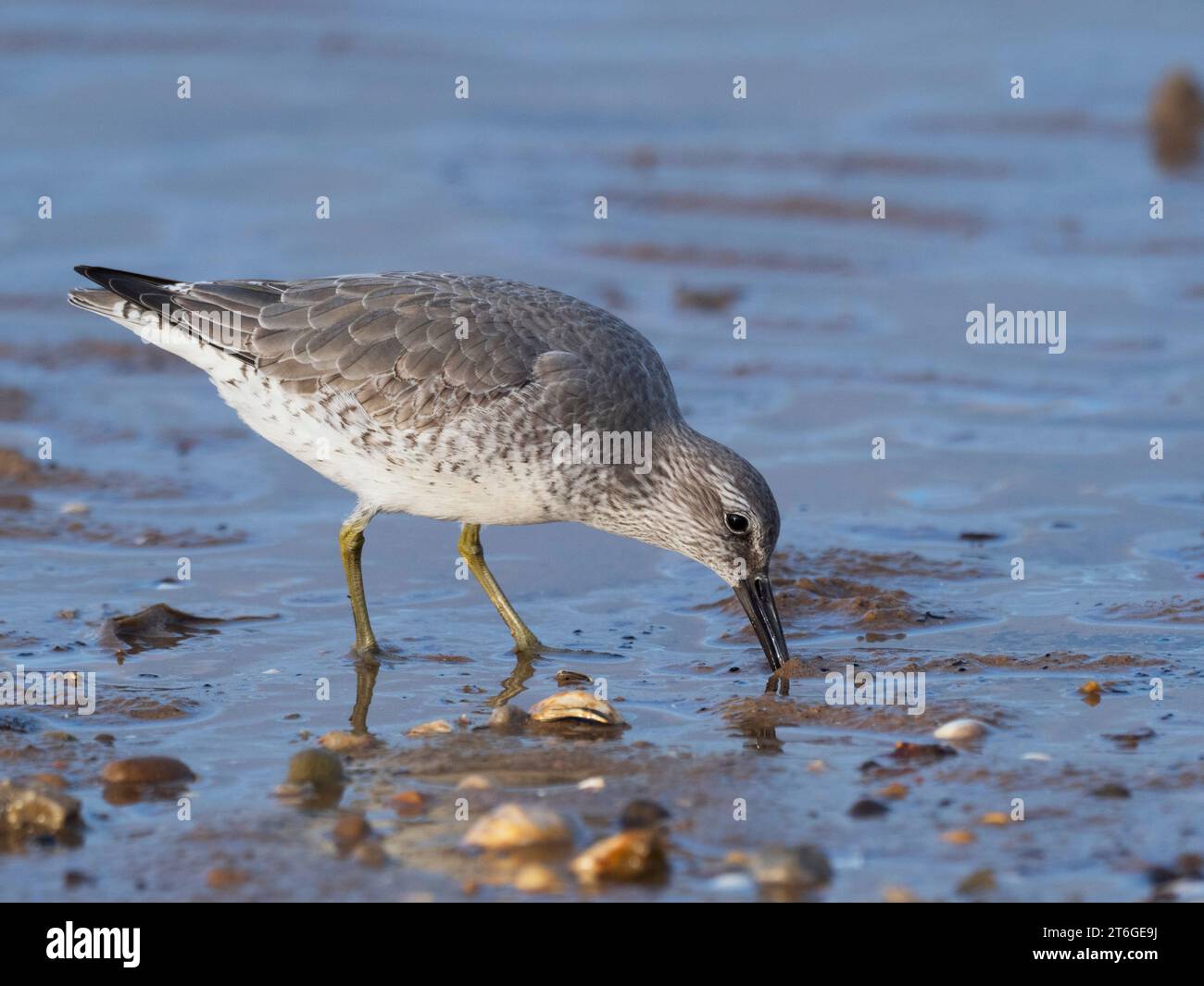 Knot (bird) Calidris canutus Single bird feeding among sand ripples ...