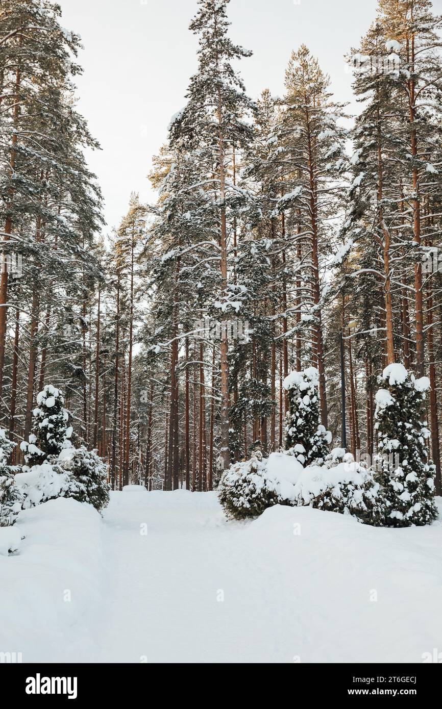 winter in the forest a lot of snow tall trees nature Stock Photo - Alamy