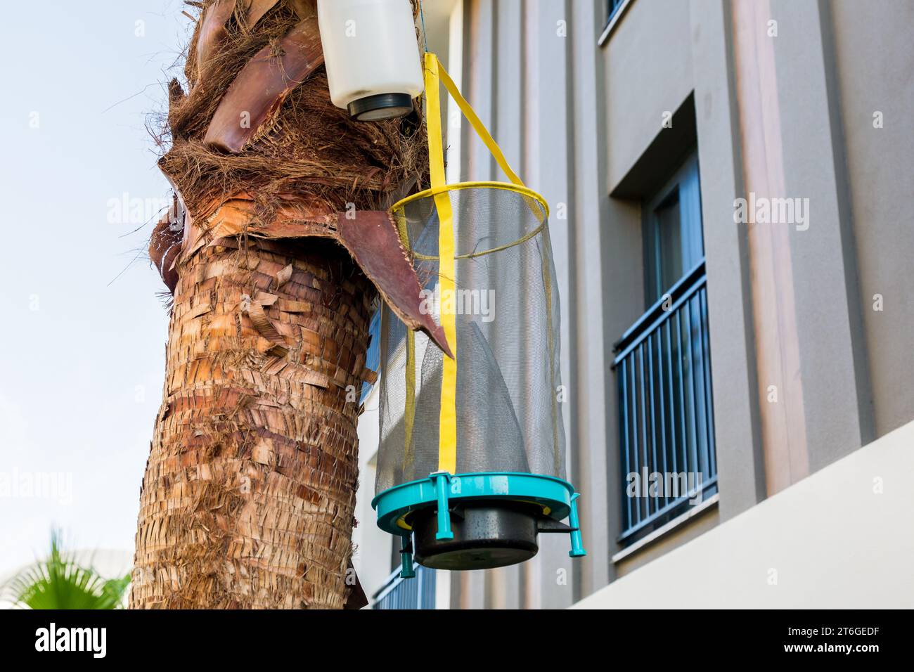 A trap for insects and mosquitoes hung on a tree near the hotel Stock ...