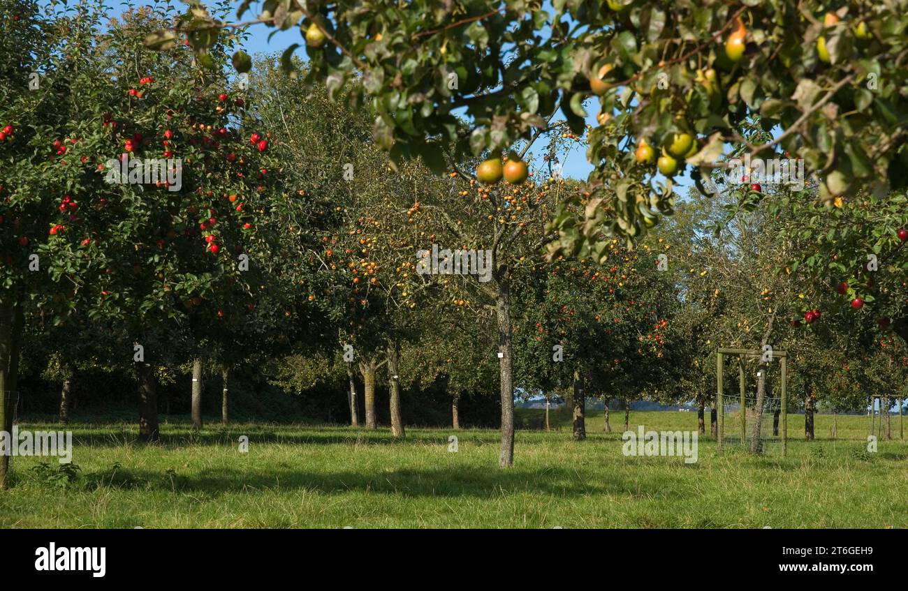 The standard orchard at the Groninger Borg Verhildersum is a special ...