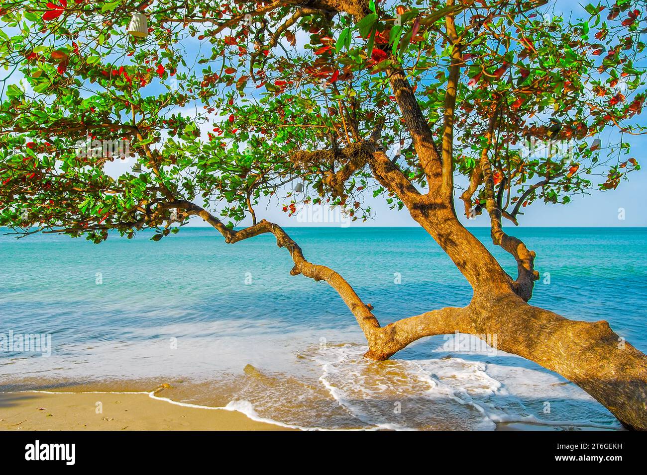 Mangrove tree on the coast of Koh Chang in Thailand at high tide Stock ...