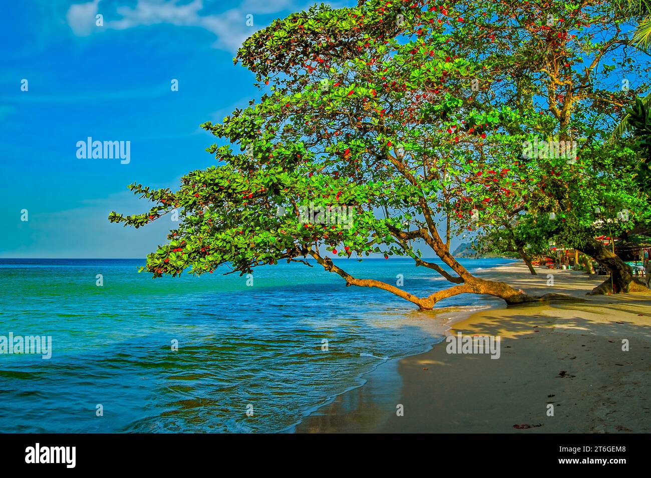 Mangrove tree on the coast of Koh Chang in Thailand at high tide Stock ...