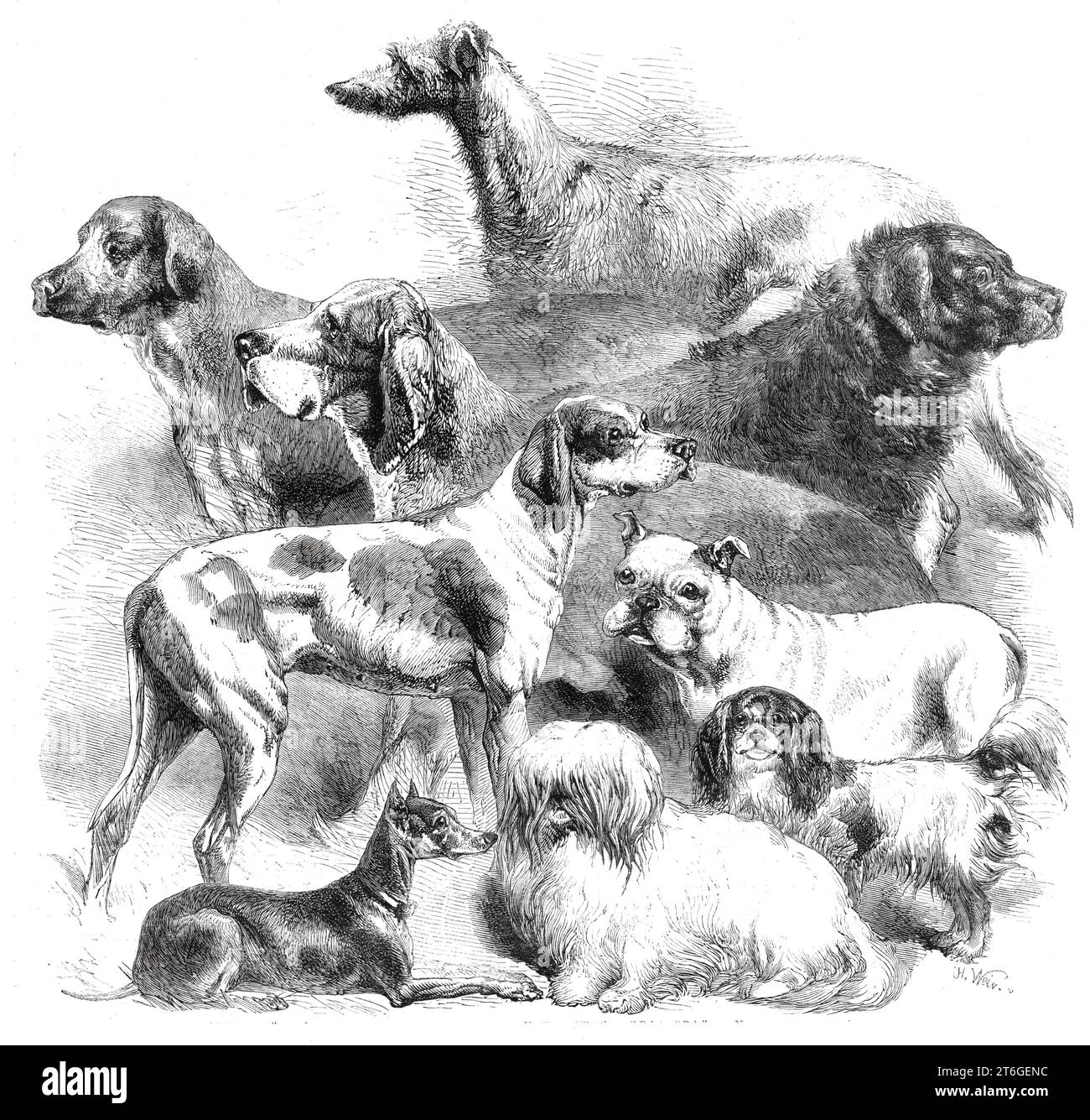 Small pointer hi-res stock photography and images - Alamy