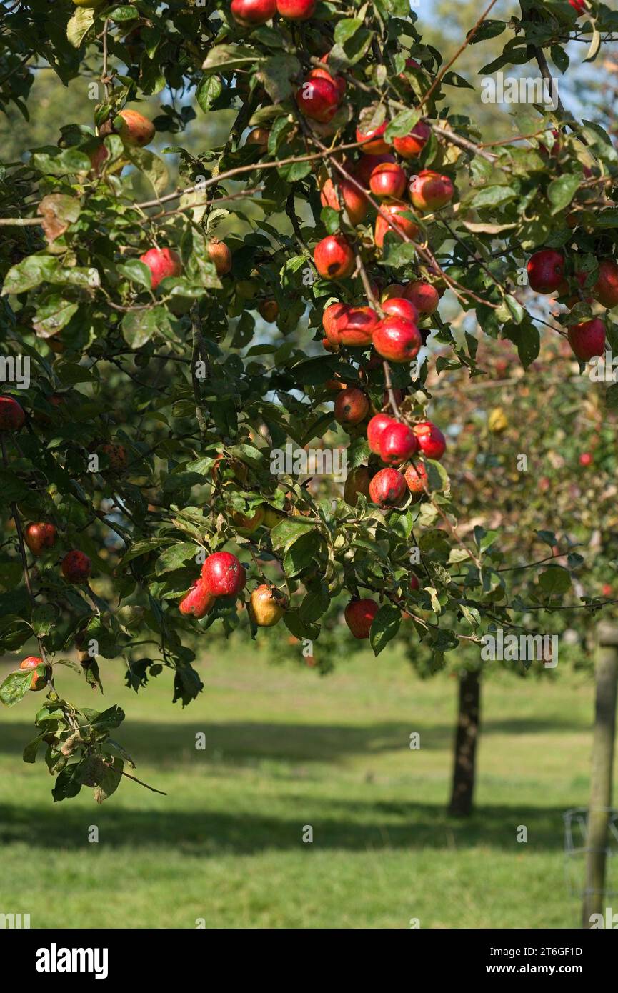 Fruit trees full of apples in the orchard at the Groninger Borg ...
