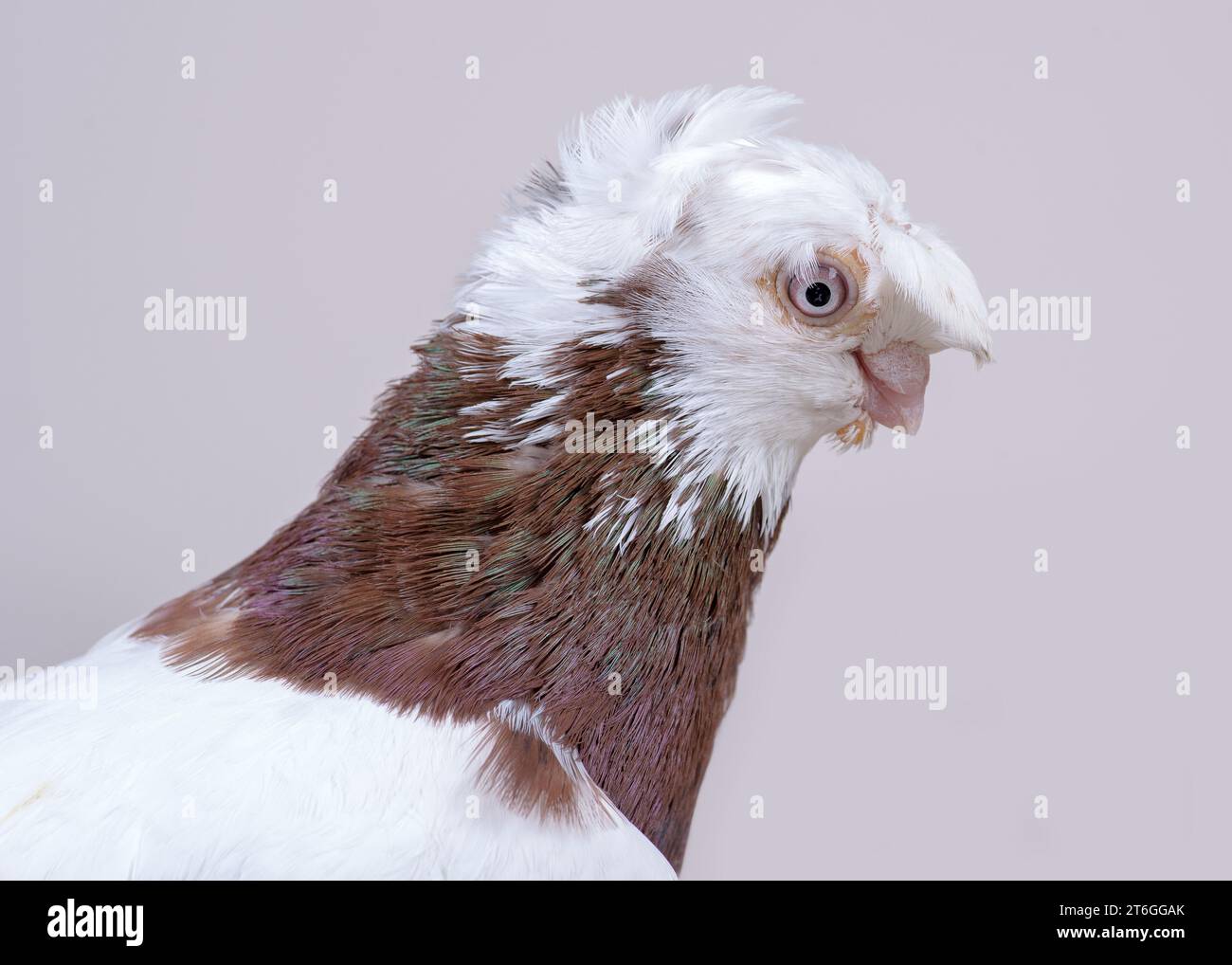 Chinni hi-res stock photography and images - Alamy