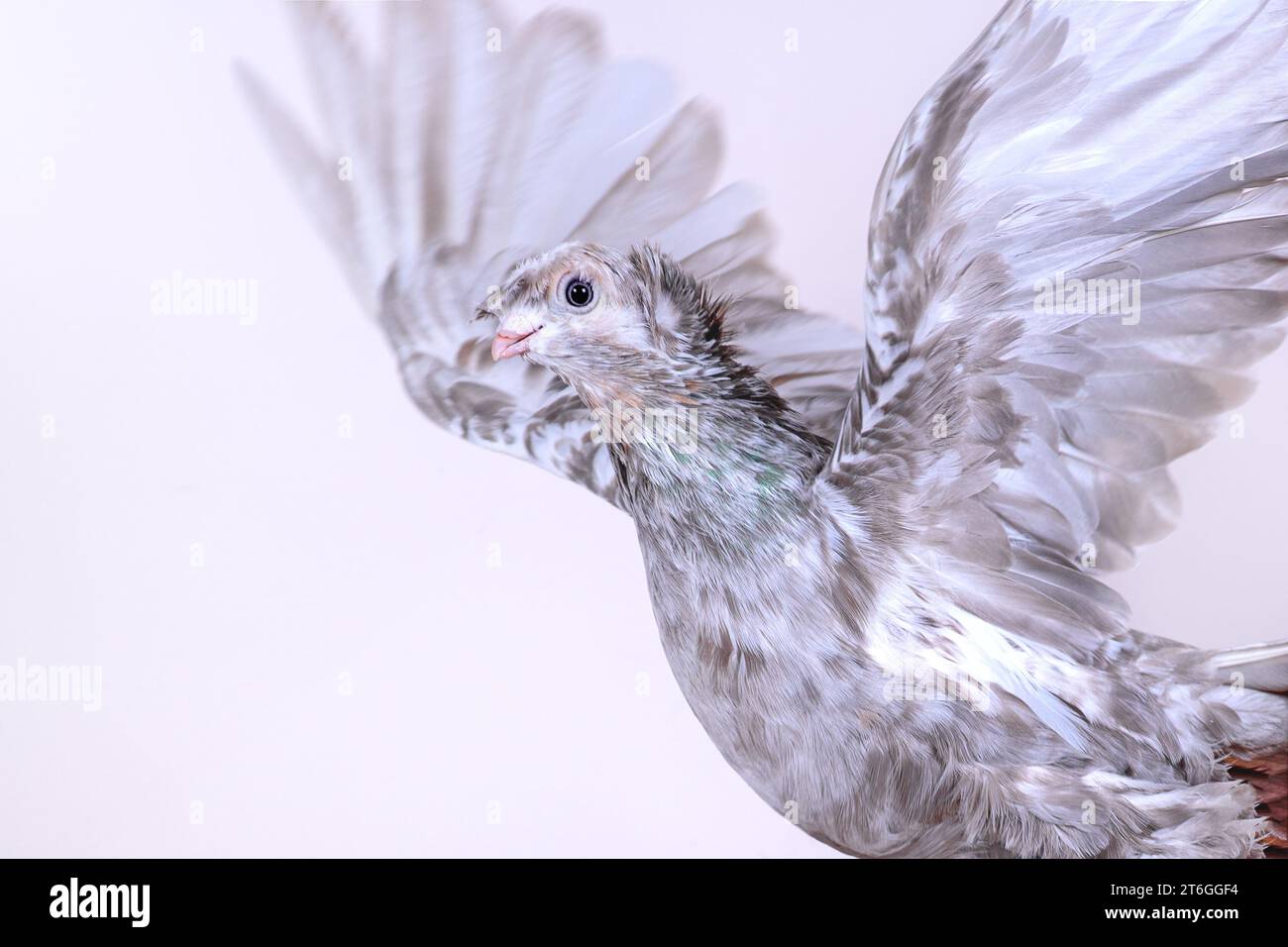 Flap of Uzbek pigeon wings close-up Stock Photo - Alamy